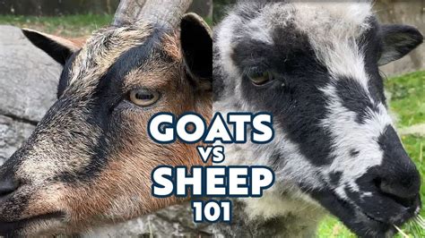Goats vs Sheep 101 - YouTube