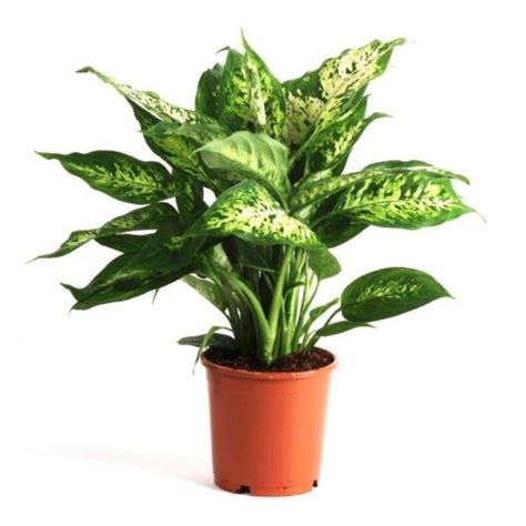 Dieffenbachia compacta