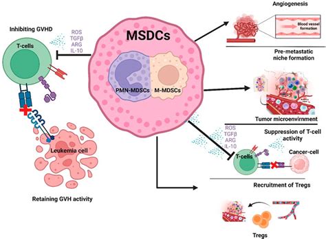 Frontiers Modulation Of T Cell Function By Myeloid Derived Suppressor Cells In Hematological
