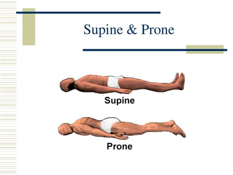 Supine Dorsal At Anthony Soto Blog