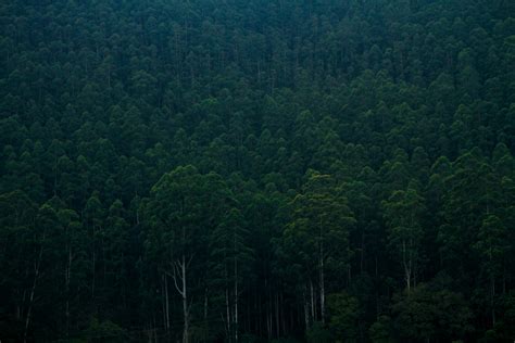 Free Images Panoramic Tree Wood Green Wallpaper Natural