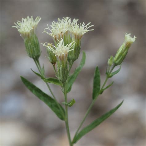 Brickellia Eupatorioides False Boneset