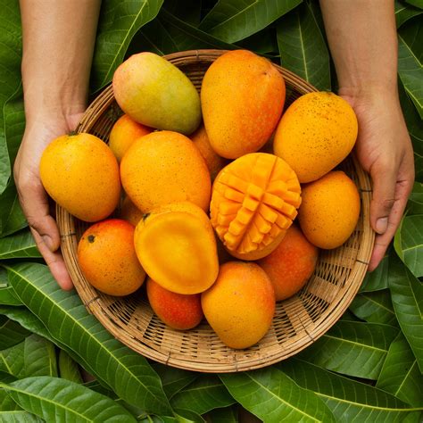 Mango Month June National Today