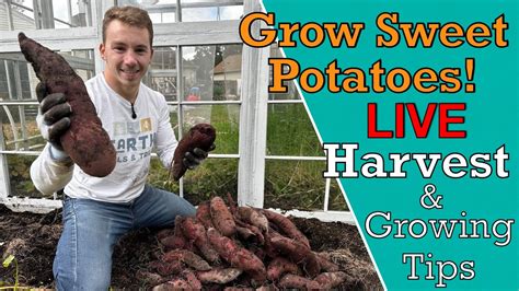 Live Sweet Potato Harvest And Pro Growing Tips Youtube