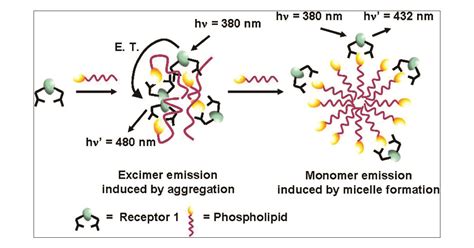 Phospholipid Induced Aggregation And Anthracene Excimer Formation Organic Letters