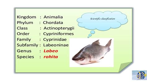 Fish Taxonomy At Elijah Madirazza Blog