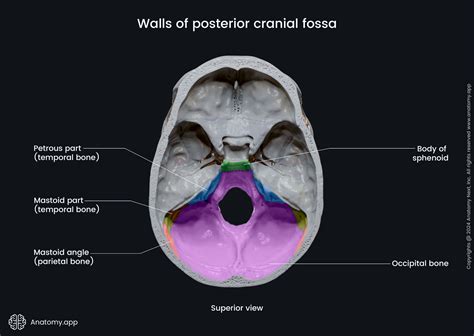 Posterior Cranial Fossa Anatomy