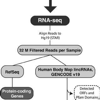 Overview Of The RNA Sequencing RNA Seq Workflow Including Download Scientific Diagram