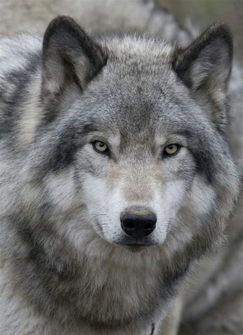 Majestic Gray Wolf Staring At The Camera Wolf Husky Wolf Stuff Lobo