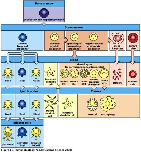 Basic Concepts In Immunology Flashcards Quizlet