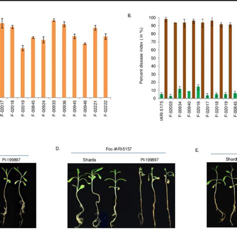 Confirmation And Pathogenicity Testing Of Foc Strains A Growth Rate