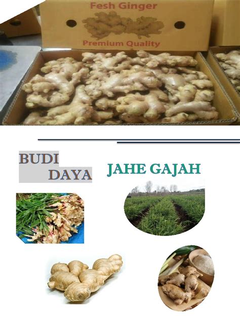 Budidaya Jahe Gajah Pdf
