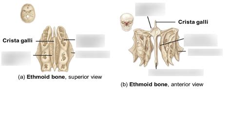 Cranium Ethmoid Bone Diagram Quizlet