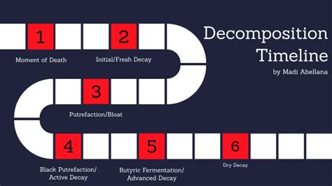 Decomposition Timeline By Madi Abellana On Prezi