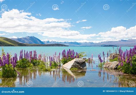 Colourful Wild Lupins Flowering Along The Edge Of Lake Tekapo In Summer
