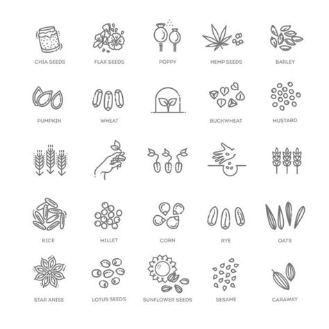 Hemp Illustraties En Vectorbeelden Istock