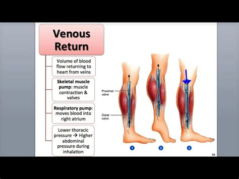 Venous Return Characterisation Of Rare Left Partial Anomalous