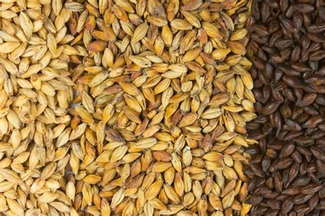 How Many Different Types Of Malt Are There In The Production Of Craft Beer Micet Craft