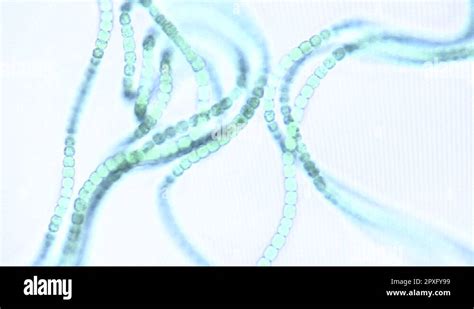 Microscopic View Cyanobacteria Stock Videos And Footage Hd And 4k Video Clips Alamy