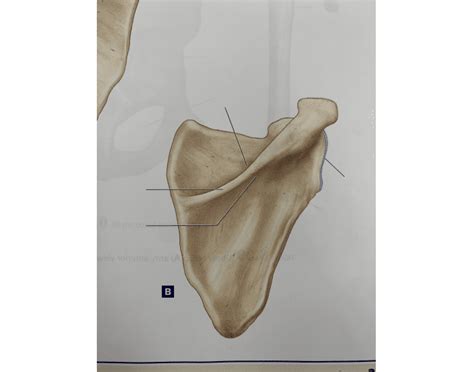 Lab Practical Scapula Quiz