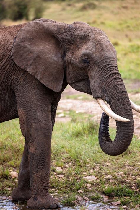 Elephant Habitat Temperature At Andrew Godina Blog