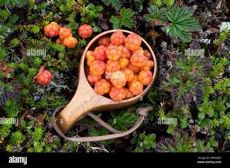 Cloudberries Rubus Chamaemorus In A Wooden Cup Finnmark Lapland