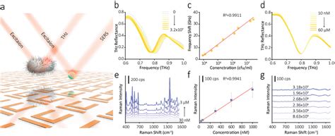 Simultaneous Detection Of Trans‐scale Molecules Based On The