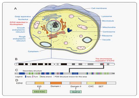 Ezh2 An Accomplice Of Gastric Cancer