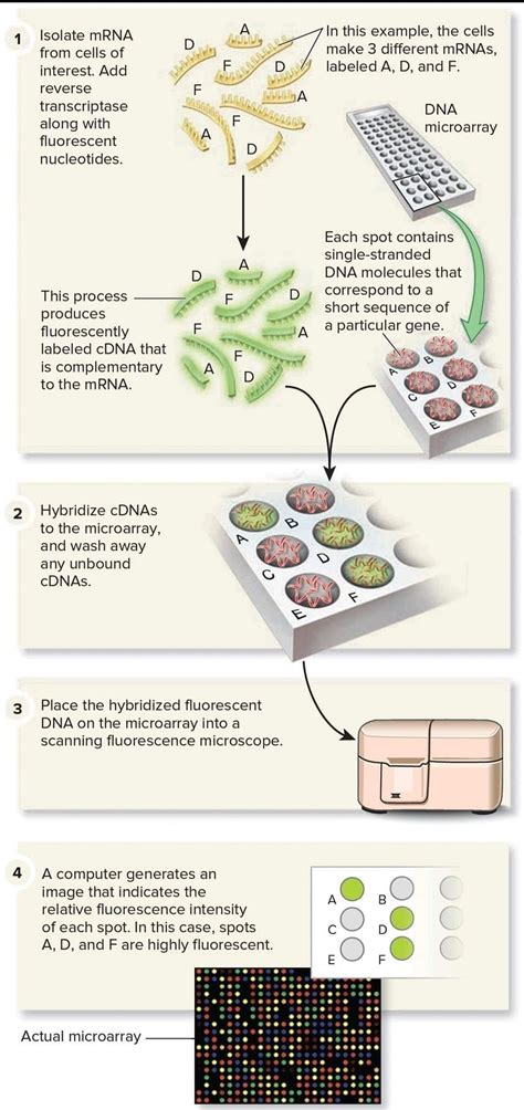 hanaa fayed on linkedin identifying transcribed genes within a dna