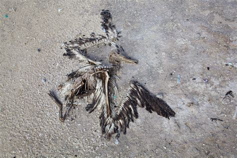 Kostenlose Bild Skelett Fossil Vogel Fels Sand