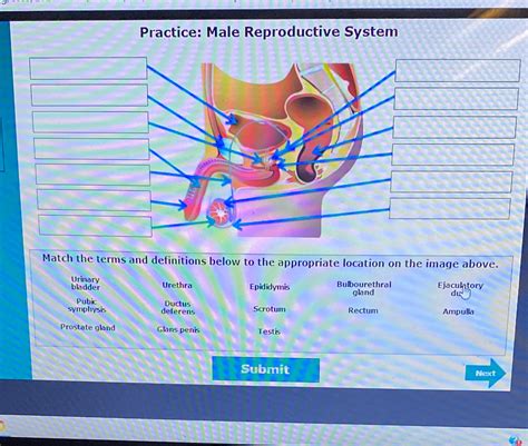 Solved Please Label Correctly Practice Male Reproductive System Match The Course Hero