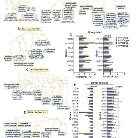 Top 10 Biological Process Go Terms From Webgestalt Analysis 1