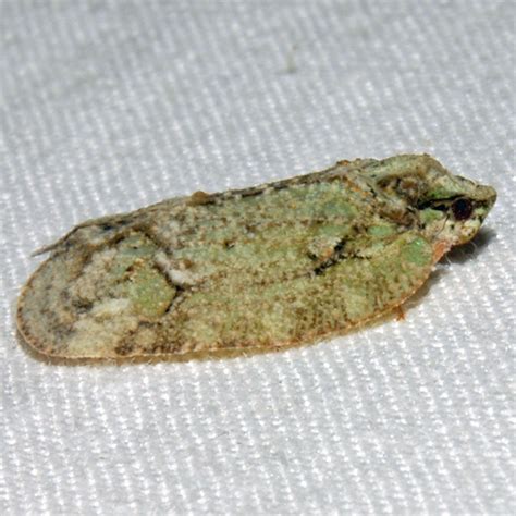 Flat Bug Flataloides Scabrosa Bugguide Net