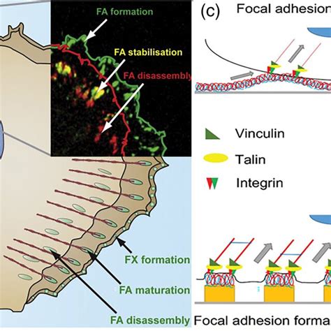 Polylysine Structures I Lysine Structure And Polylysine Formation Download Scientific