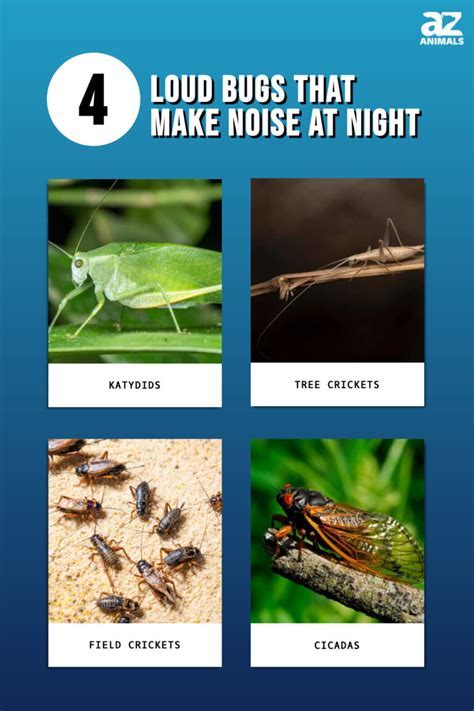 What Bugs Make Noise At Night Imaginative Minds