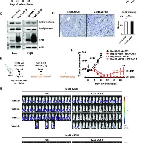 Construction Of Two Car T Cells Targeting Gpc3 A Ihc Staining Of Download Scientific Diagram