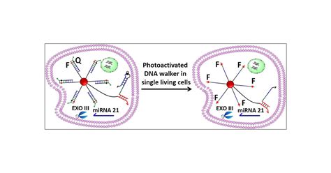 Photoactivated Dna Walker Based On Dna Nanoflares For Signal Amplified