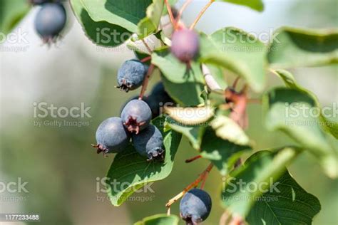 잘 익은 블루 베리와 녹색 잎저기의 가지 파란 하늘을 배경으로 클로즈업 0명에 대한 스톡 사진 및 기타 이미지 0명 가을 계절 Istock
