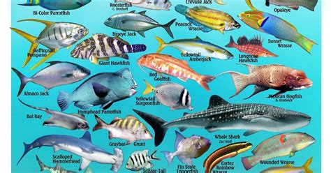 El Acuario Del Mundo La Fauna Marina Del Mar De Cortés