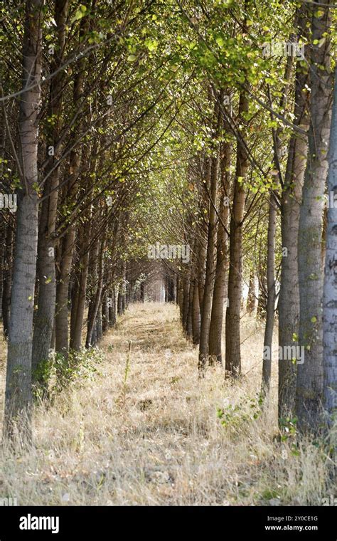 A Scenic Pathway Under A Canopy Of Trees In An Orchard Stock Photo Alamy