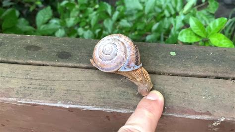 배고픈 동양 달팽이 Youtube