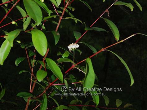 Flowers Characteristics In The Identification Of Tree Species Australia