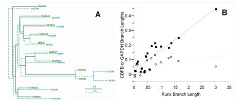 Co evolution of Runx and CBFβ proteins A We generated the accepted Download Scientific