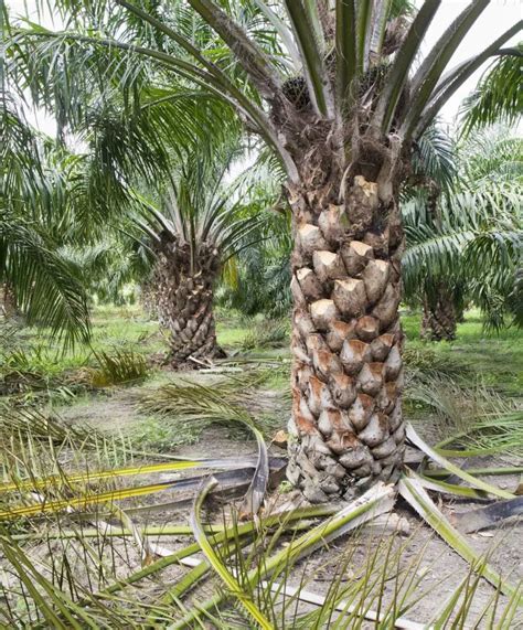 How To Trim A Palm Tree In Steps