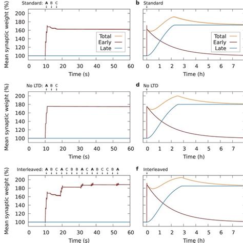 Temporal Evolution Of Synaptic Weights Following Different Stimulation Download Scientific