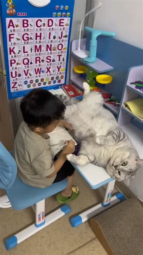 Homework Assistant Rcat