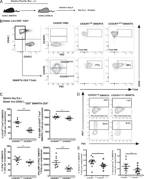 Figure 2 From T Cellintrinsic Cx3cr1 Marks The Most Differentiated