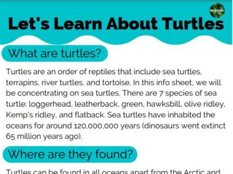 Turtle Worksheet Teaching Resources