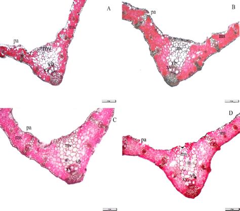 Exogenous Application Effect Of Selenium Se Silicon Si And Their