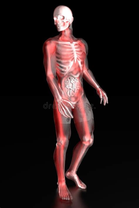 Human Anatomy Visualisation Stock Illustration Illustration Of
